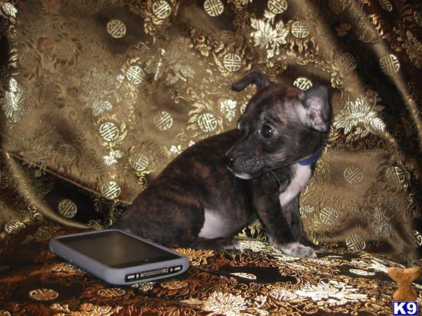 5280 Toy Rat Terriers Tot Rat Terrier Red Brindle