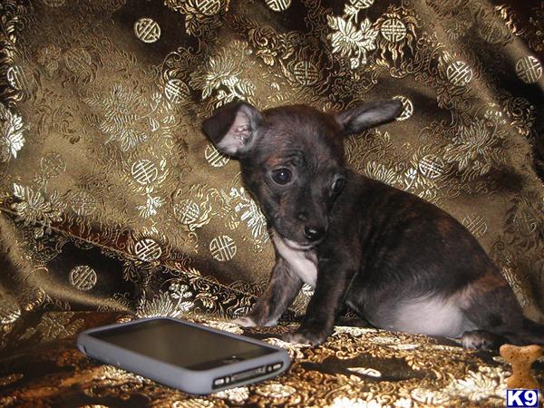 5280 Toy Rat Terriers Tot Rat Terrier Red Brindle