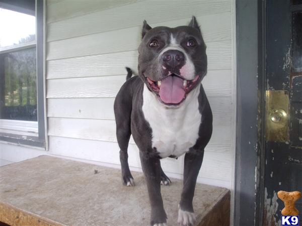 Beautiful ADBA pitbull puppies