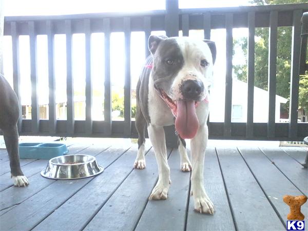 Beautiful ADBA pitbull puppies