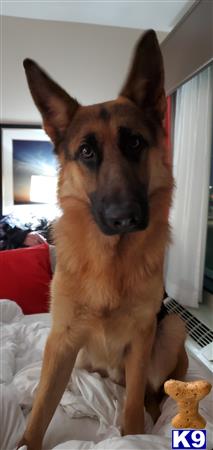 German Shepherd Stud Dog: Apollo 29 Years old
