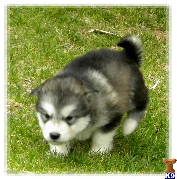 AKC MALAMUTE PUPPIES - SUPER FLUFFY