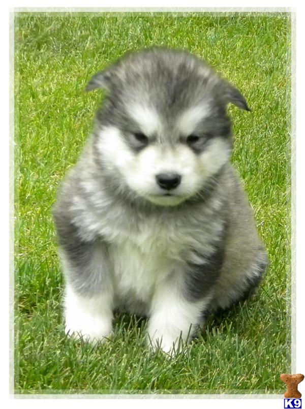 AKC MALAMUTE PUPPIES - SUPER FLUFFY