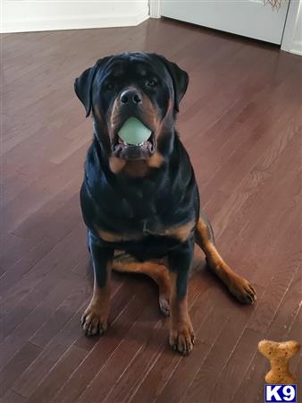 Rottweiler Stud Dog: Shadow 5 Years old