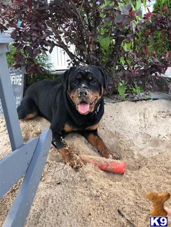 Rottweiler Stud Dog: Shadow 5 Years old