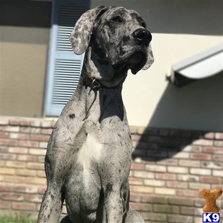 Great Dane Stud Dog: Blu 7 Years old