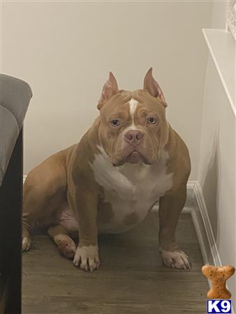 American Bully Stud Dog: ACE 3 Years old