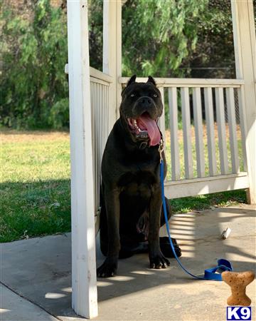 Cane Corso Stud Dog: Blu 4 Years old