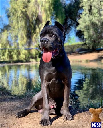 Cane Corso Stud Dog: Blu 4 Years old