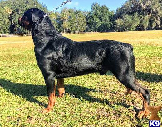 Rottweiler Stud Dog: Boss 8 Years old