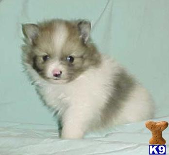 AKC Blue Merle Parti Male Champion Bloodlines