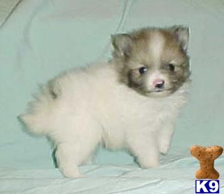 AKC Blue Merle Parti Male Champion Bloodlines