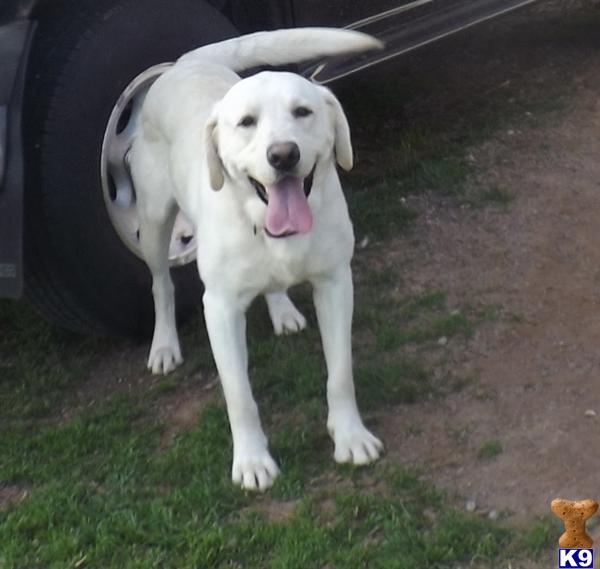 AKC WHITE/IVORY LAB PUPPIES COMING SOON