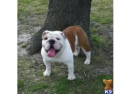 English Bulldog Stud Dogs in California - K9Stud