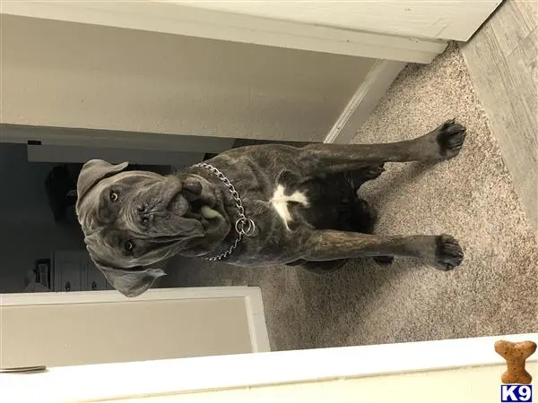 Cane Corso Stud Dog: Corinthian’s Deuce Frazier Joe Vegas 7 Years old