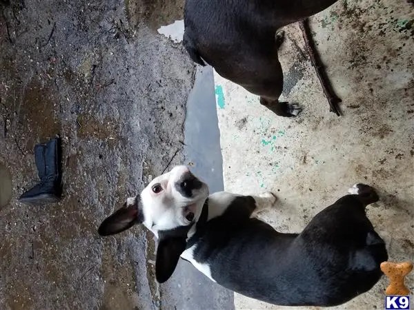 Boston Terrier Stud Dog: Boosie 14 Months old