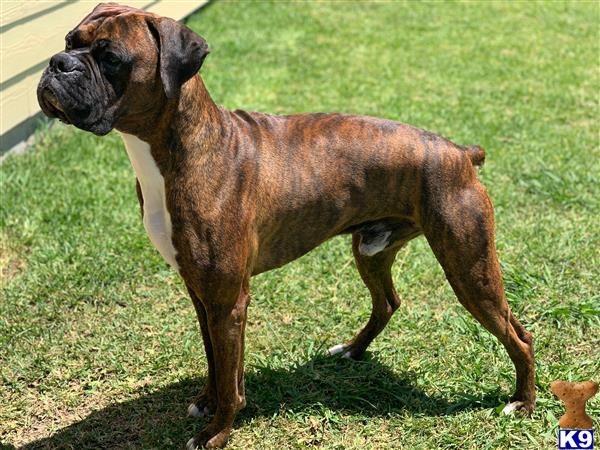 Boxer Stud Dog: Chester 6 Years old