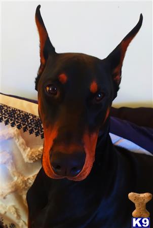 Doberman Pinscher Stud Dog: Drogo 4 Years old