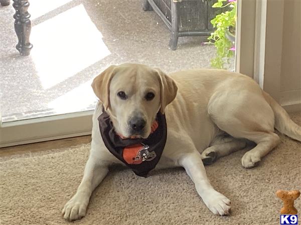 Labrador Retriever Stud Dog: Gus 4 Years old