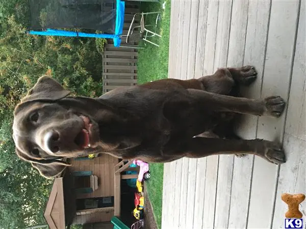 Labrador Retriever Stud Dog: Murphyz Justin Tyme 8 Years old