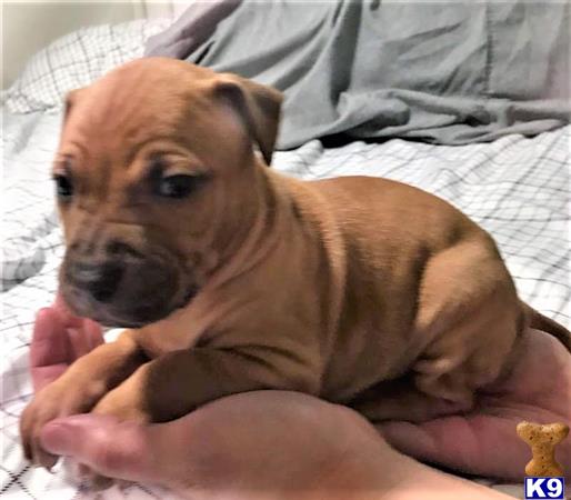 American Pit Bull Puppy for Sale: CREAM PUPS 5 Weeks old