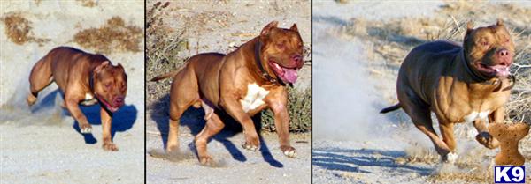 UKC CHAMPION Gladiator Kennels DEEBO 18 Years old