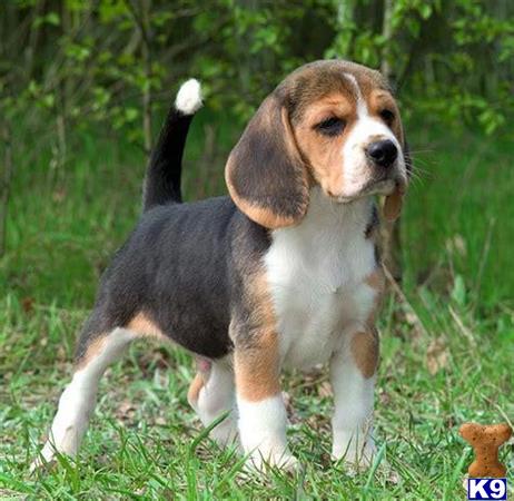 Glad Beagles Puppies For Sale