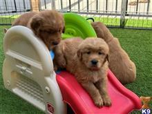 Golden Retriever Puppies for sale