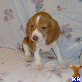 Chex - Adorable Tri Chocolate Beagle Boy