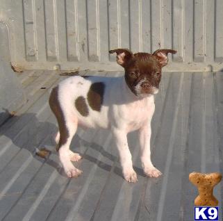 Tony - Gorgeous Red/White Splash Boston Terrier Bo