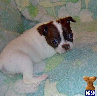 Casey - Adorable Red Splash Boston Terrier Girl