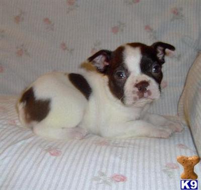 Sheena - Adorable Red Splash Boston Terrier Girl