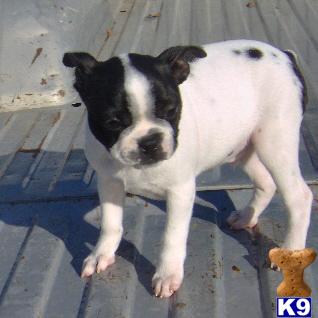 Kash - Adorable White/Black Splash Boston Terrier
