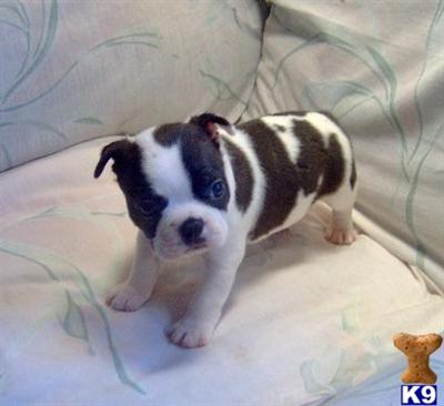 Wesley - Adorable Brindle Splash Boston Terrier Bo