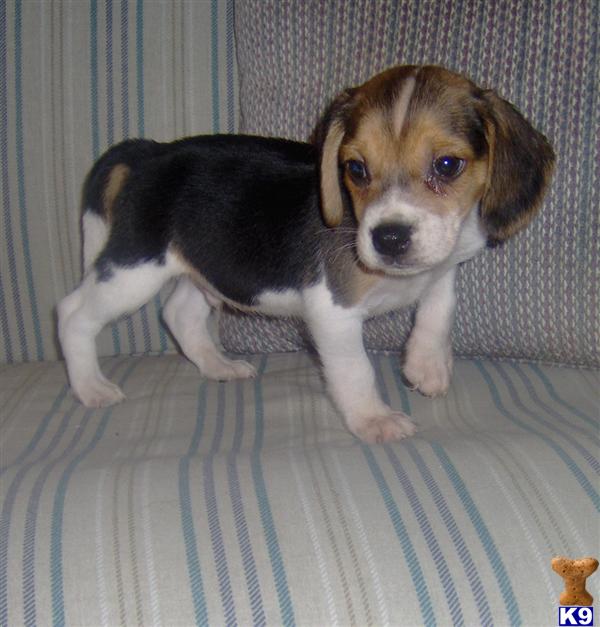 Bandit - Adorable Tri Color Beagle Boy