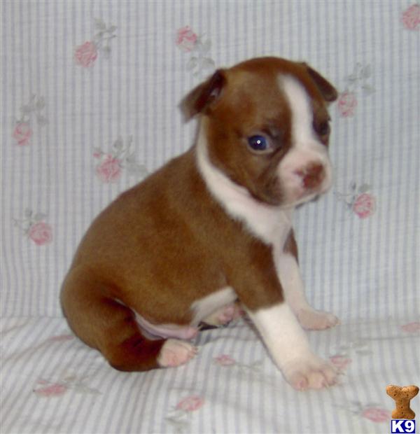 Easton - Adorable Red Boston Terrier Boy