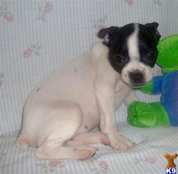 Kresta - Adorable Black Splash Boston Terrier Girl