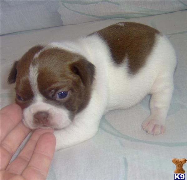 Rory - Adorable Red Splash Boston Terrier Boy