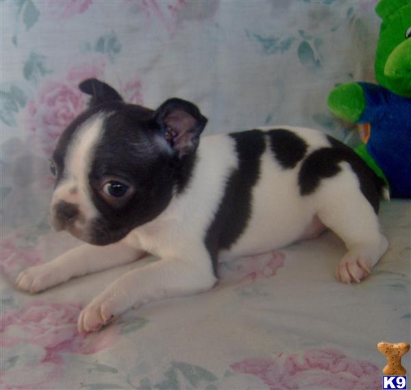 Lucky - Adorable Black Splash Boston Terrier Boy