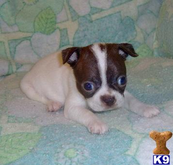 Casey - Adorable Red Splash Boston Terrier Girl