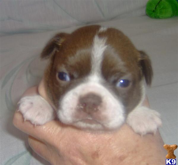 Rory - Adorable Red Splash Boston Terrier Boy