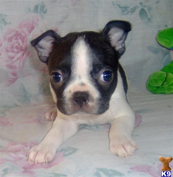 Lucky - Adorable Black Splash Boston Terrier Boy