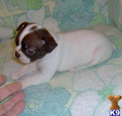 Casey - Adorable Red Splash Boston Terrier Girl