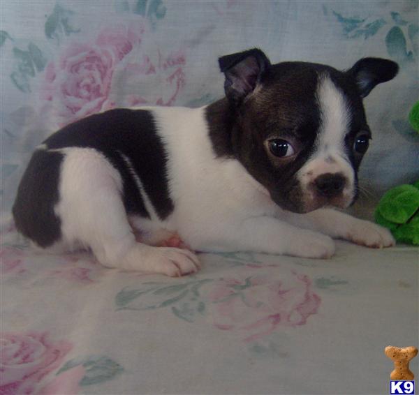 Lucky - Adorable Black Splash Boston Terrier Boy