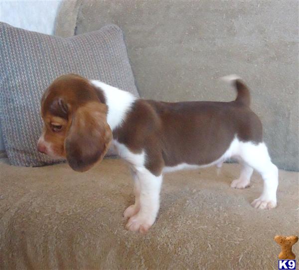 Digger - Adorable Tri Chocolate Beagle Boy