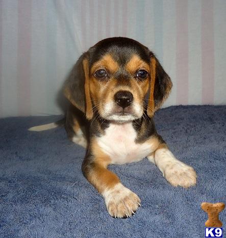 Molly - Adorable Tri Color Beagle Girl