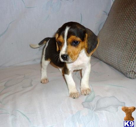 Mayson - Adorable Tri Color Beagle Boy