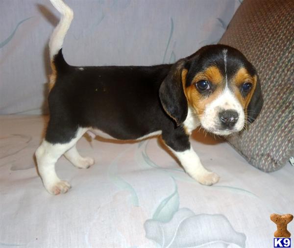 Smokey - Adorable Tri Color Beagle Boy