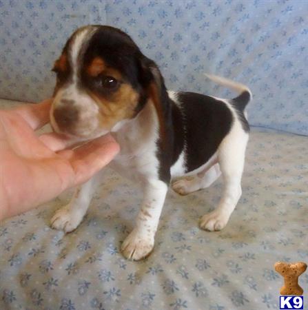 Shiloh - Adorable Little Tri Color Beagle Boy