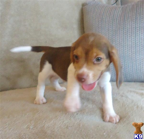 Digger - Adorable Tri Chocolate Beagle Boy